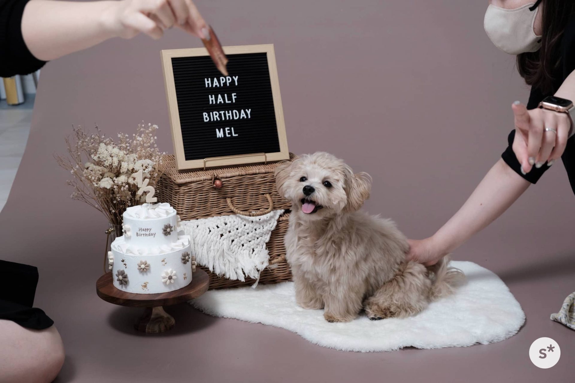 愛犬家のための犬専門写真館 “Dogram” で、ハーフバースデーの撮影を - starnote*
