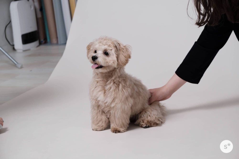愛犬家のための犬専門写真館 “Dogram” で、ハーフバースデーの撮影を - starnote*
