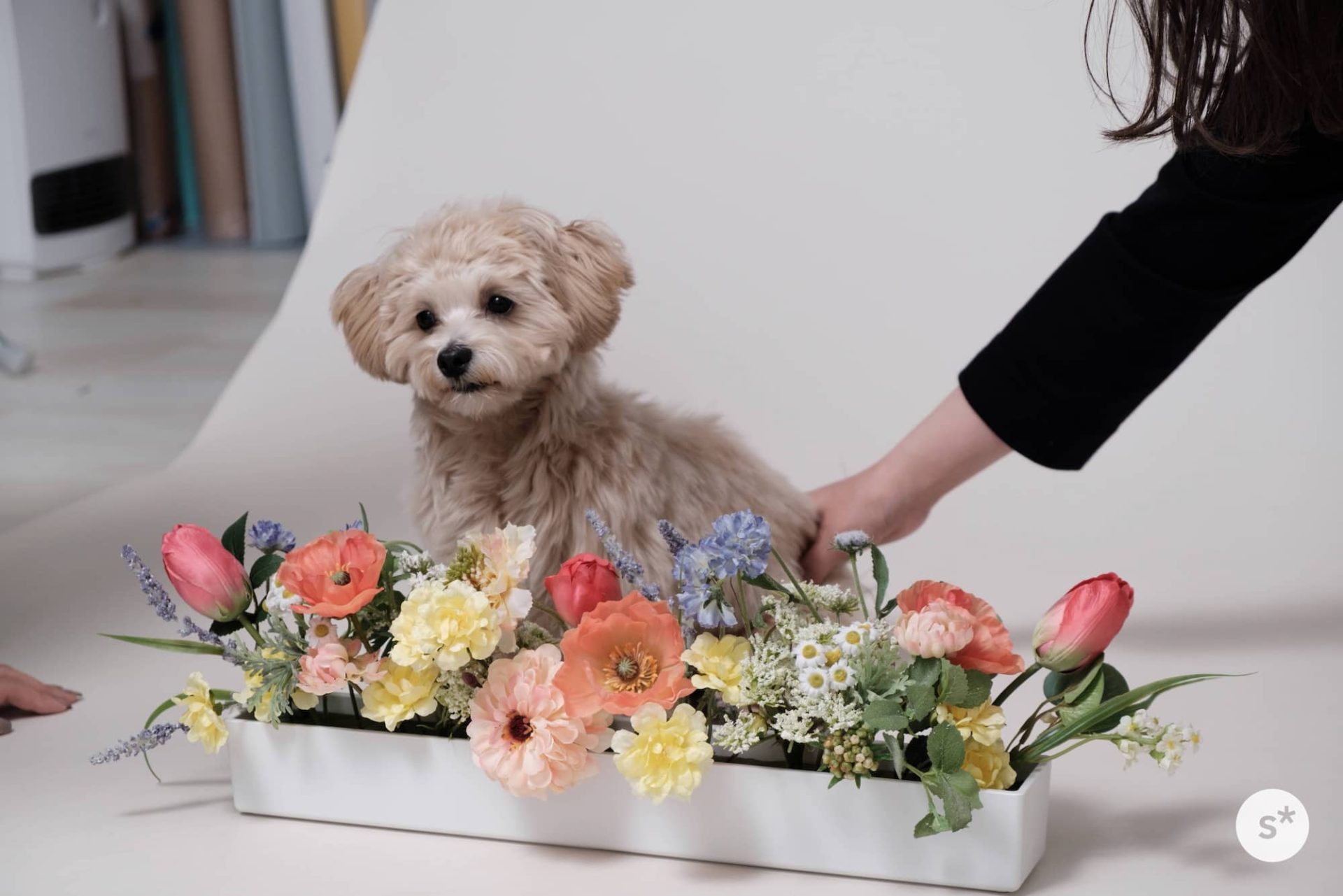 愛犬家のための犬専門写真館 “Dogram” で、ハーフバースデーの撮影を - starnote*