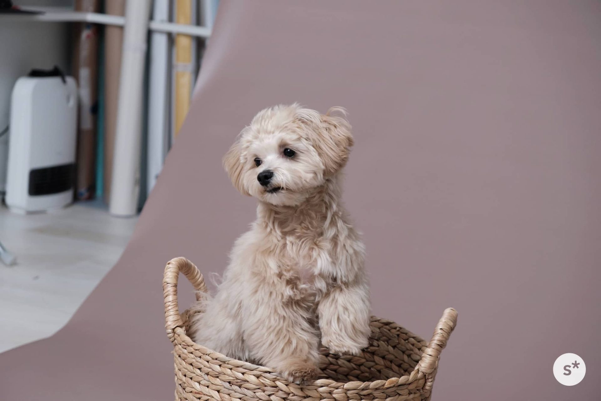 愛犬家のための犬専門写真館 “Dogram” で、ハーフバースデーの撮影を - starnote*