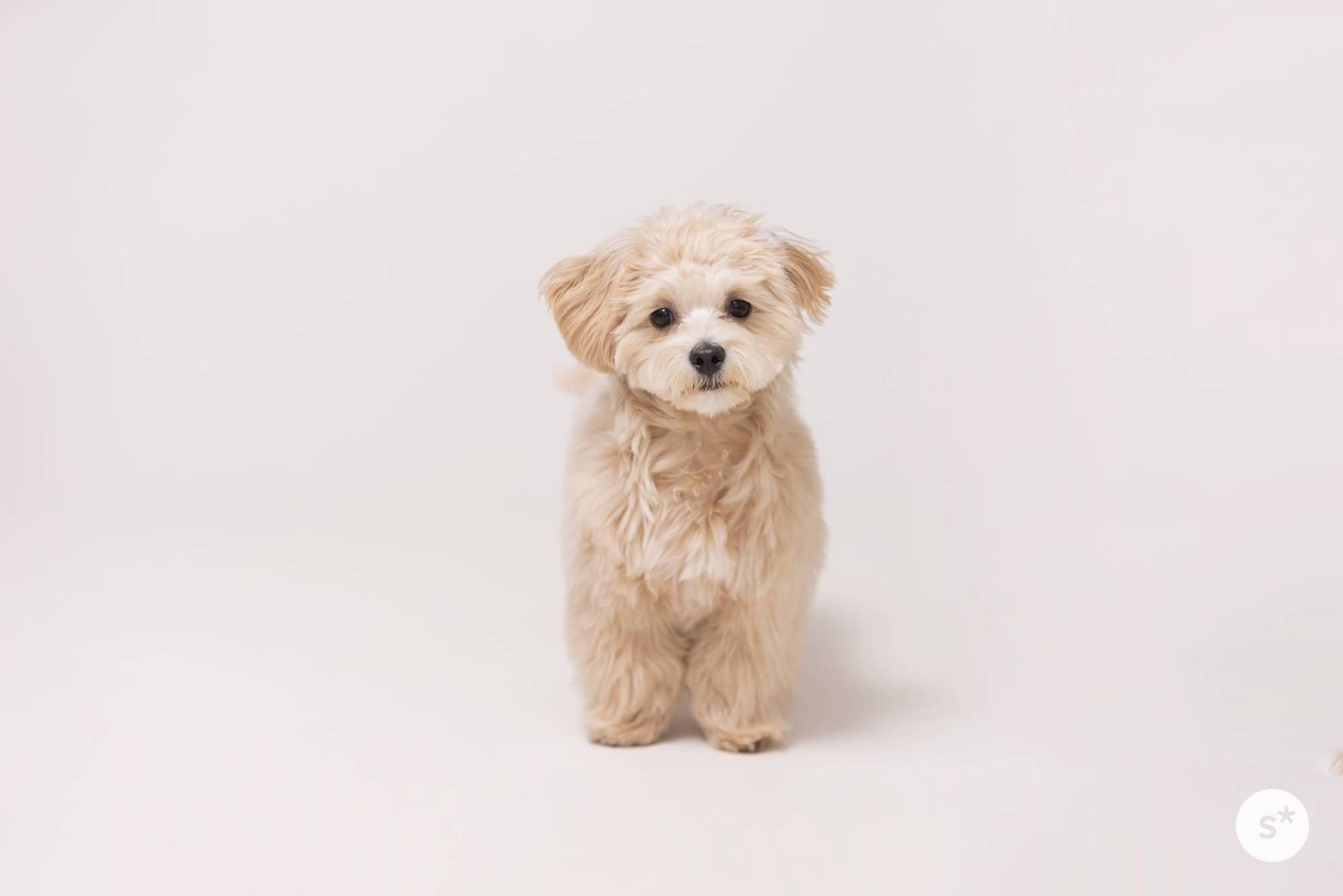 愛犬家のための犬専門写真館 “Dogram” で、ハーフバースデーの撮影を - starnote*