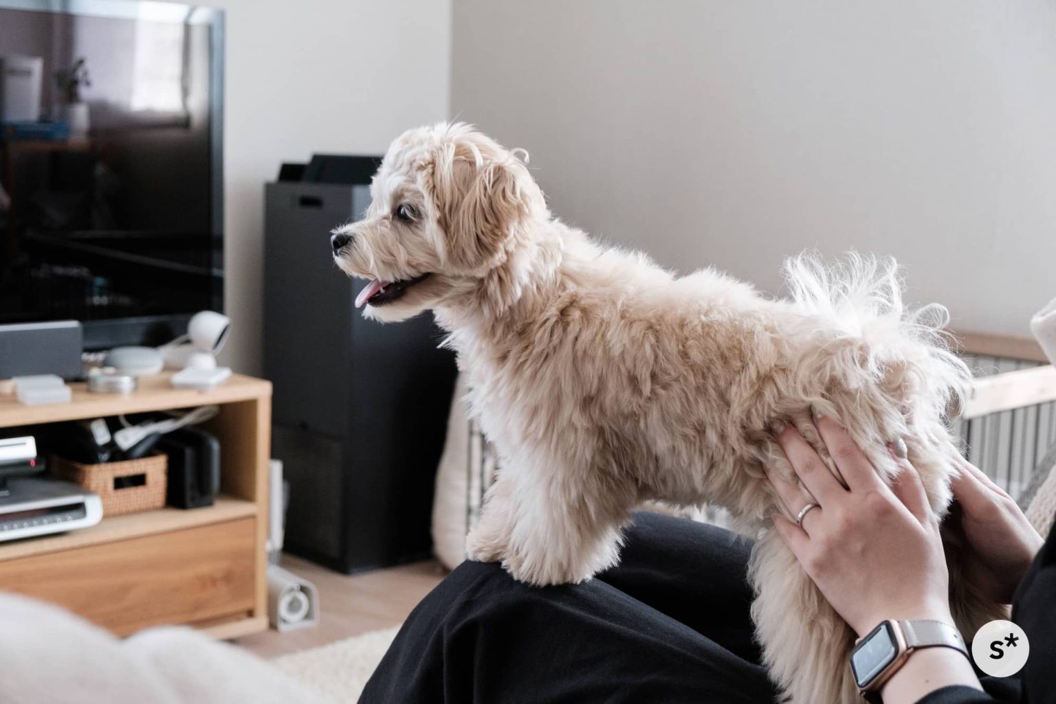 愛犬家のための犬専門写真館 “Dogram” で、ハーフバースデーの撮影を - starnote*