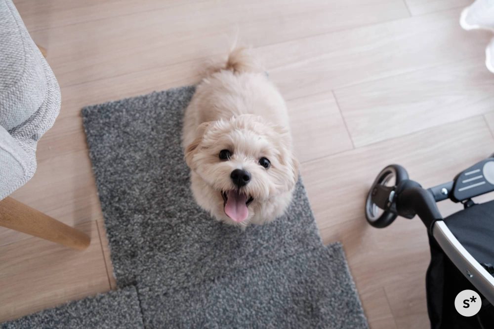 愛犬家のための犬専門写真館 “Dogram” で、ハーフバースデーの撮影を - starnote*