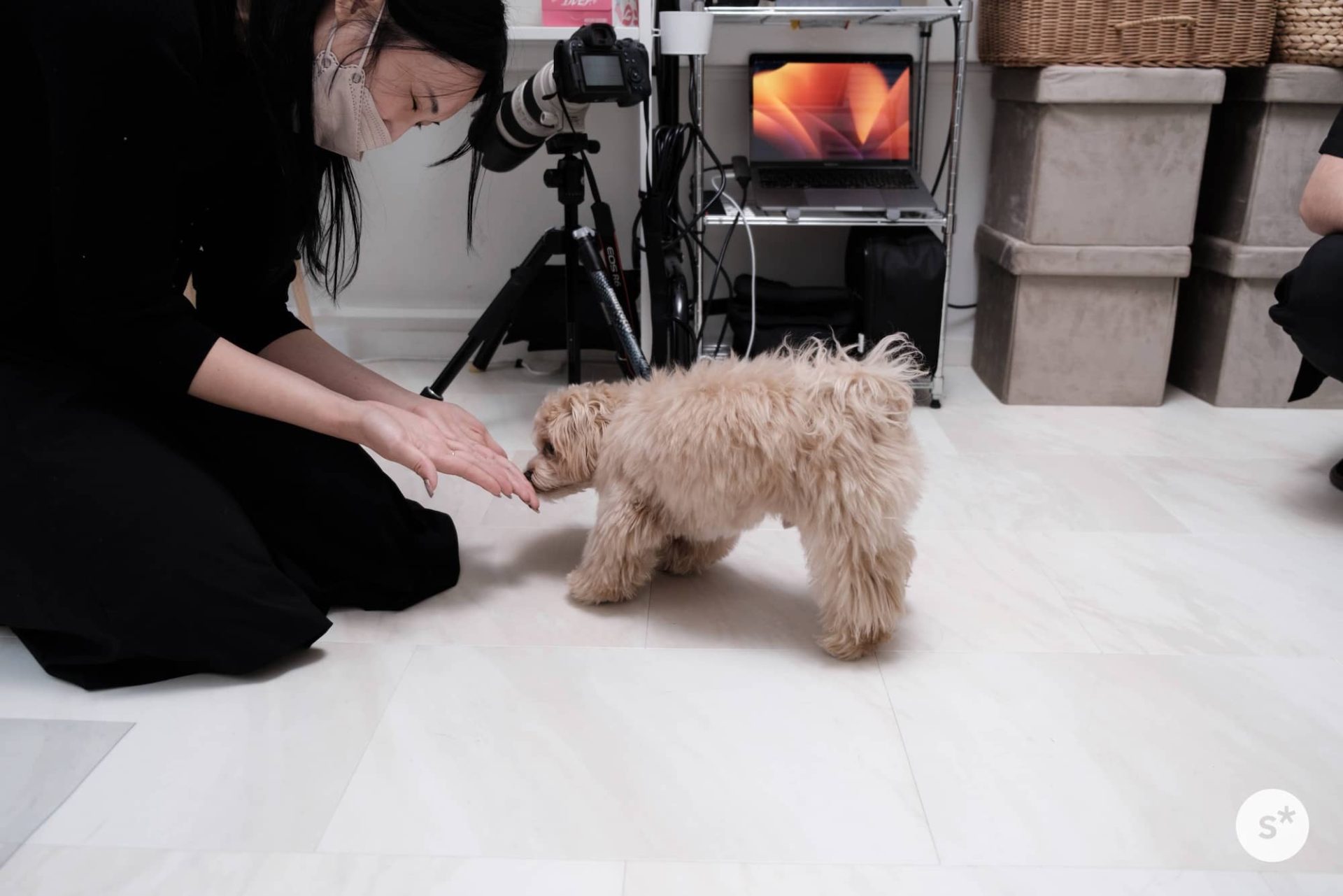 愛犬家のための犬専門写真館 “Dogram” で、ハーフバースデーの撮影を - starnote*