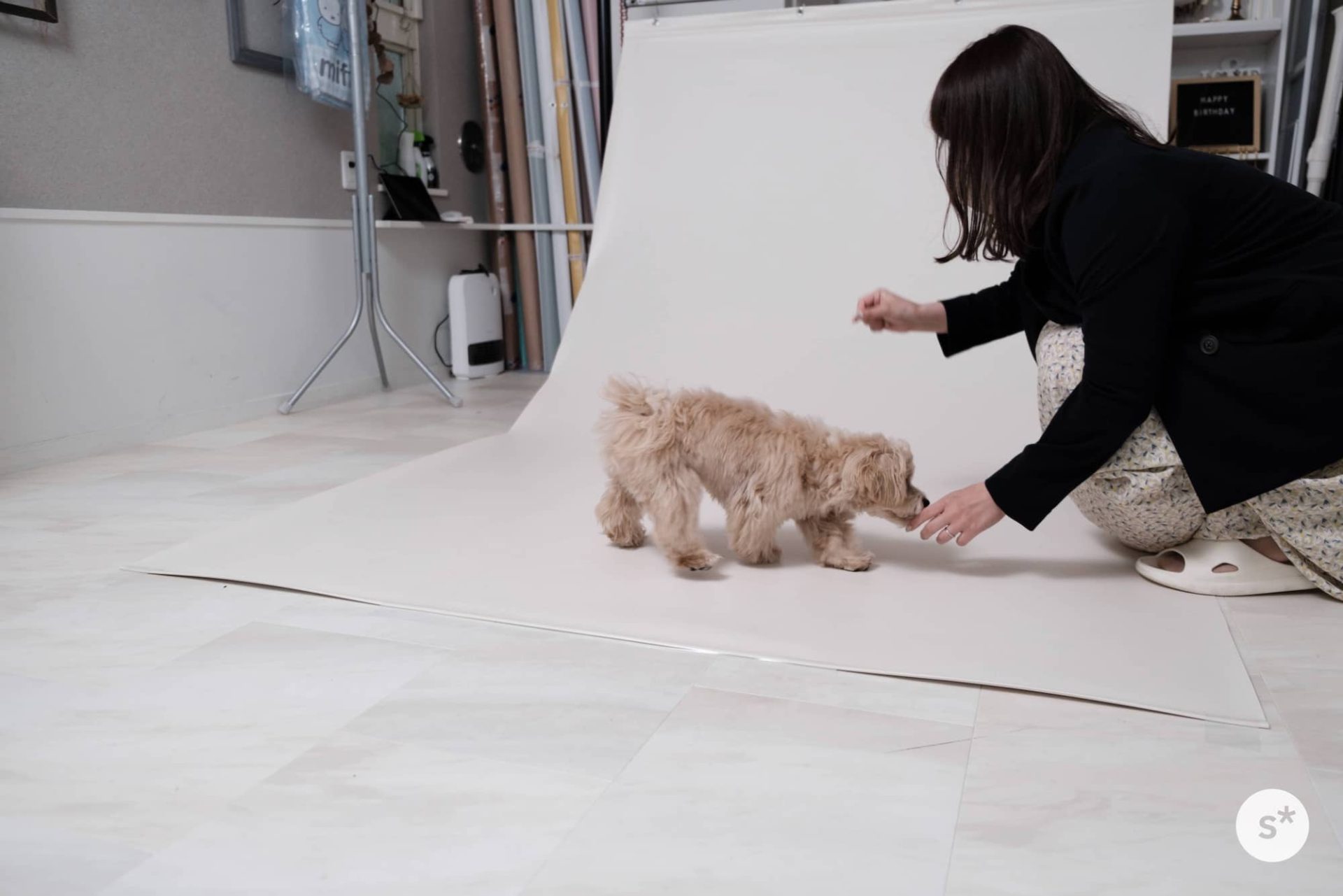 愛犬家のための犬専門写真館 “Dogram” で、ハーフバースデーの撮影を - starnote*