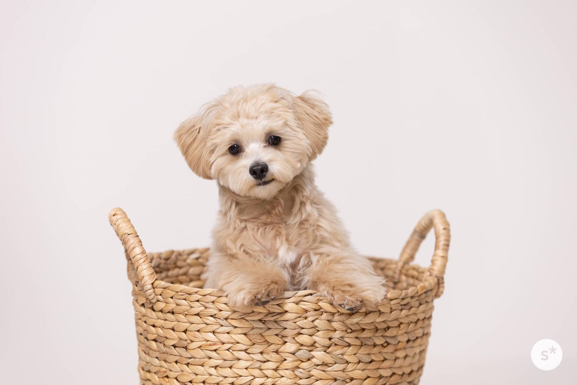 愛犬家のための犬専門写真館 “Dogram” で、ハーフバースデーの撮影を - starnote*