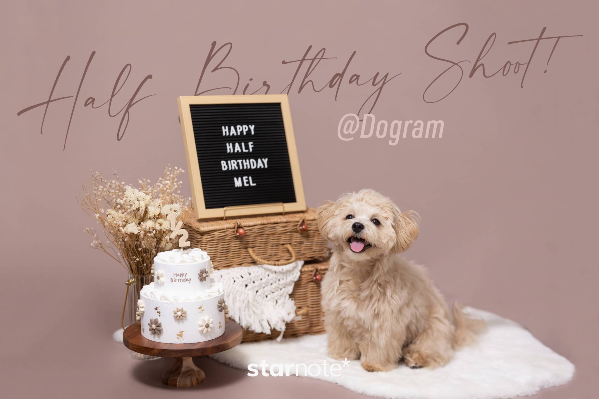 愛犬家のための犬専門写真館 “Dogram” で、ハーフバースデーの撮影を - starnote*